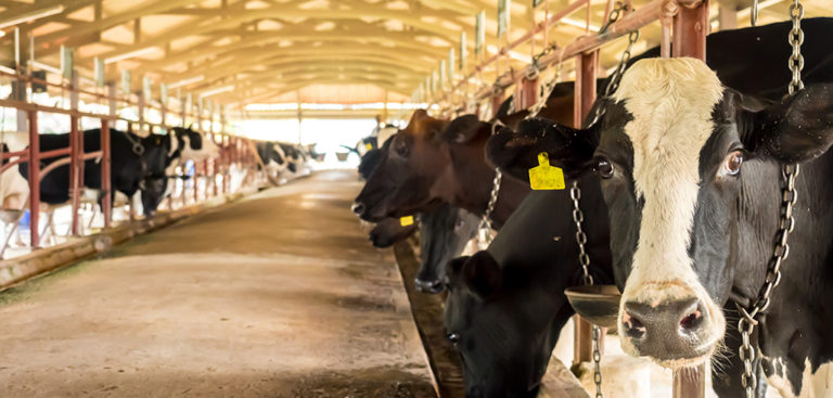 4 Methods of Milk Pasteurization | MadgeTech